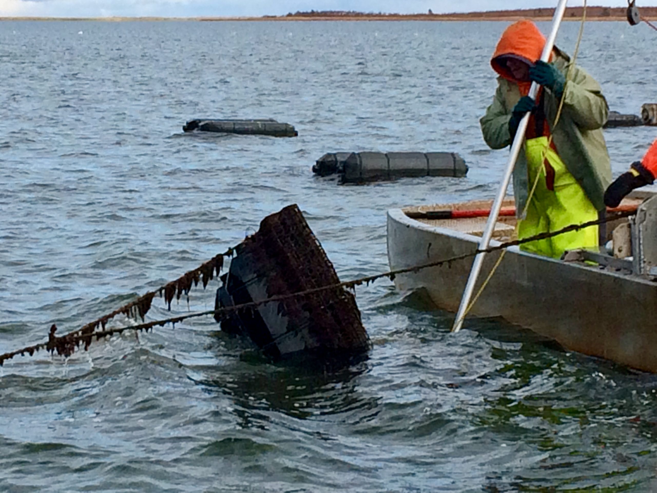 How to OysterGro® - OysterGro®